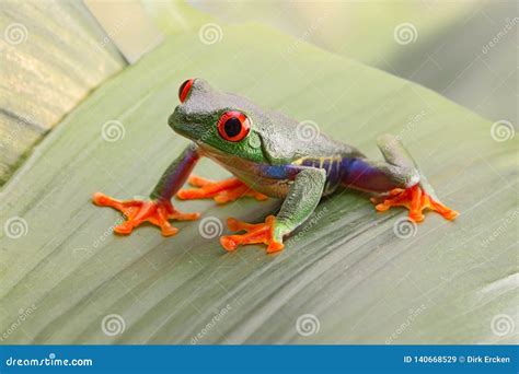 Red Eyed Tree Frog Or Agalychnis Callydrias A Small Beautiful