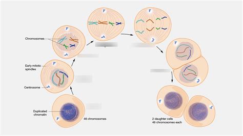 Biology Midterm Pt 3 Diagram Quizlet