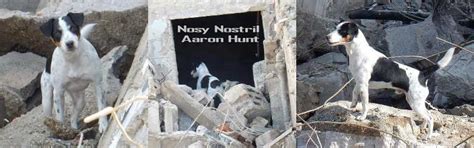 Nosy Nostril Aaron Hunt Leistungsprüfungen