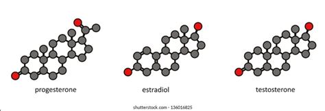 496 Estrogen Progesterone Stock Vectors Images And Vector Art Shutterstock