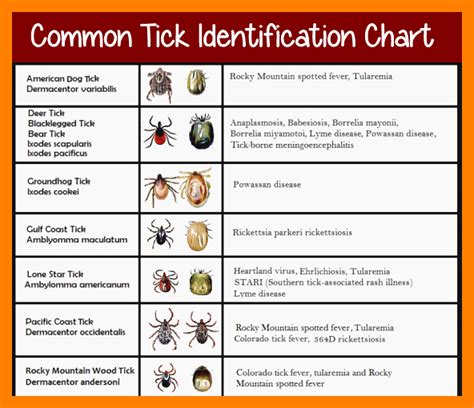 Identification Types Of Ticks In Tennessee At Thomas Murrow Blog