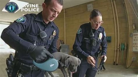 Police Save Pit Bull Puppy Overdosing On Fentanyl Video Ace News Today