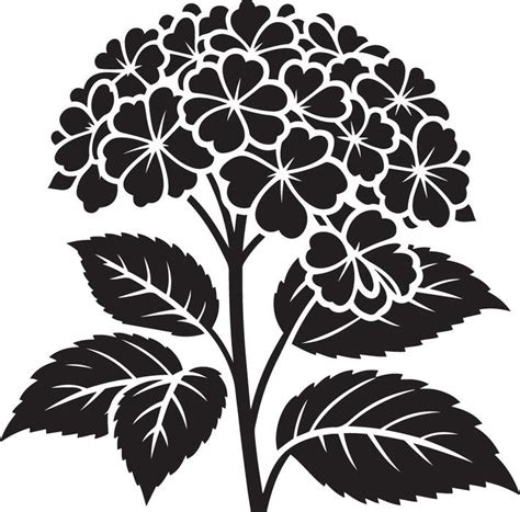 Hydrangea Black And White Vector Art Icons And Graphics For Free Download