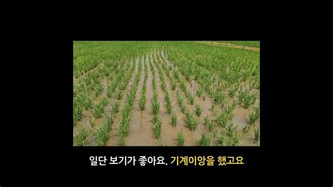 아프리카에서 벼 재배 이 정도면 100점 짜리죠 아프리카새마을운동 Farming 세네갈벼농사 Youtube