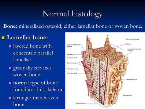 Ppt Musculoskeletal Block Pathology Lecture 1 Fracture And Bone