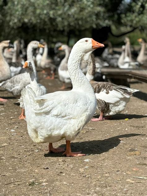 Gans In Ganzenparadijs Tevreden En Ontspannen En Krijgt Naam Bommel
