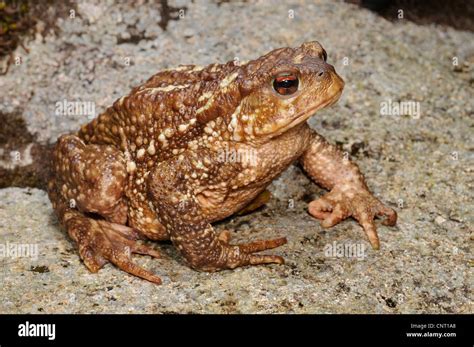 European Common Toad Bufo Bufo Spinosus Female On Stone Portugal