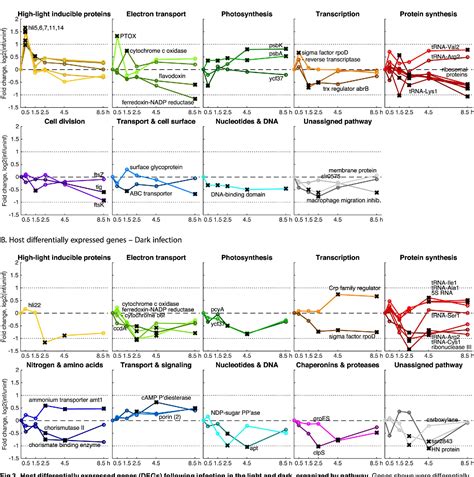 Figure 3 From Gene Expression Patterns During Light And Dark Infection Of Prochlorococcus By