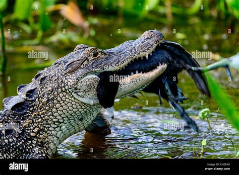 Alligator Hi Res Stock Photography And Images Alamy