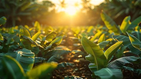Photographing A Banana Plantation Premium Ai Generated Image