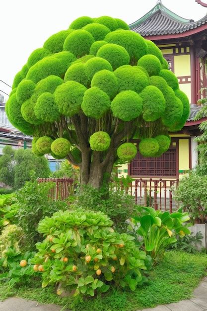 Las hojas verdes del árbol tienen forma de bola Foto Premium