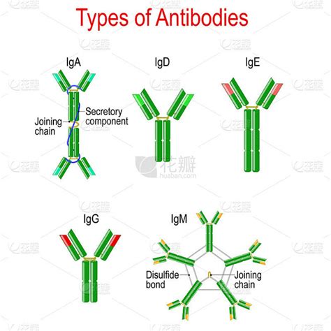 类型的抗体。免疫球蛋白的结构