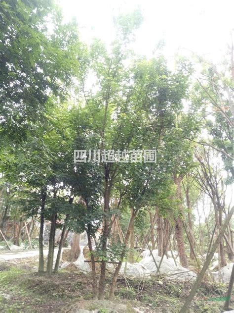 丛生五角枫丛生三角枫丛生元宝枫丛生茶条槭基地 种植厂家 产地报价单 四川超越苗圃