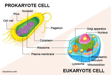 Eukaryotes And Prokaryotes What Are The Similarities Differences