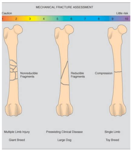 Introduction To Fracture Management Flashcards Quizlet