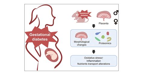 Sex Specific Alterations In Placental Proteomics Induced By