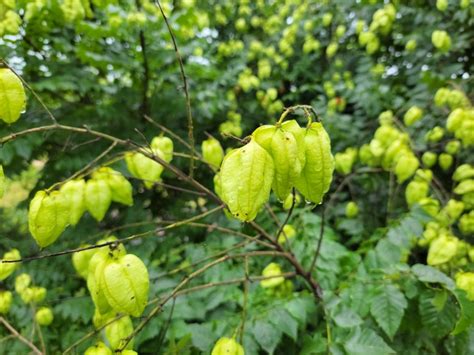 모감주나무 꽃과 열매 Gold Rain Tree 순서 없는 마음 하태완 네이버 블로그