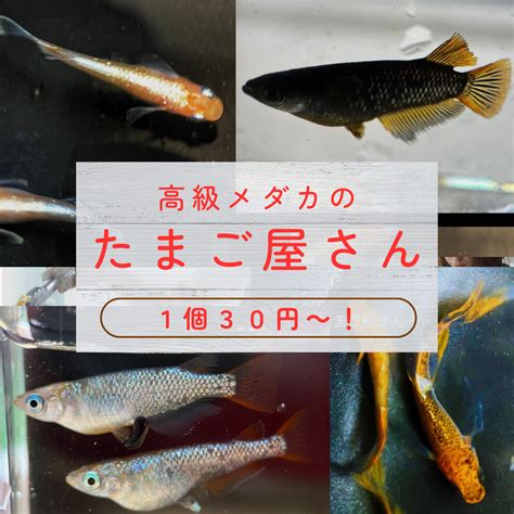 ダルマメダカ Jasma 日本改良メダカの会