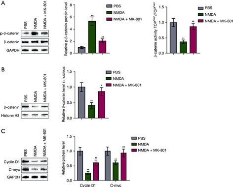 Nmda Receptor Activation May Act Through Wntβ Catenin Signaling