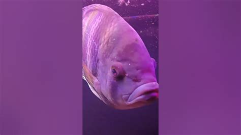 Different Type Fish Fish Youtube
