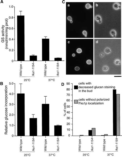 Defective In Vivo Glucan Synthesis Of F Ks1 1154 Cells A In Vitro Download Scientific