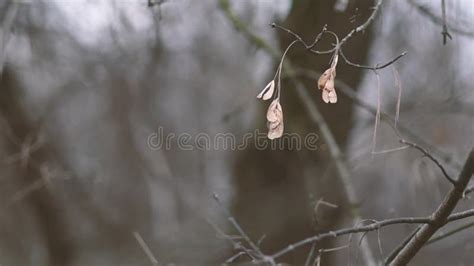 Голые ветви дерева пошатывая на ветру сток видео Видео насчитывающей