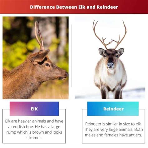 Põder vs põhjapõder erinevus ja võrdlus