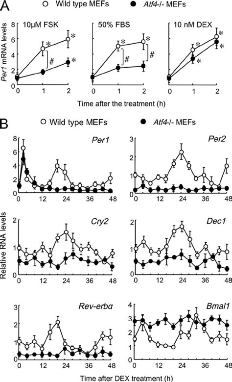 Atf4 Binding To The Cre Within The Per2 Promoter Schematic