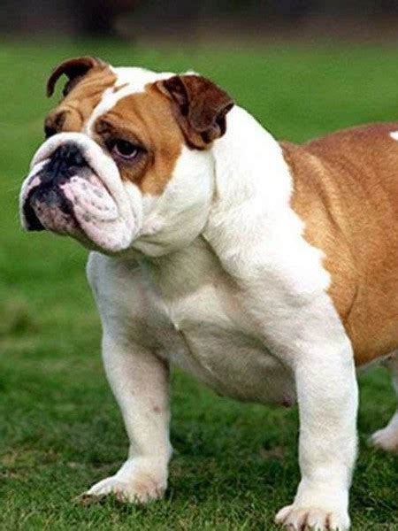 Pagina Perritos