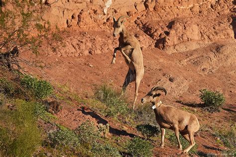 Jumping Bighorn Sheep Jaegers Blog