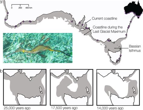 The Range Of Common Seadragons Spans The Southern Australian Coast