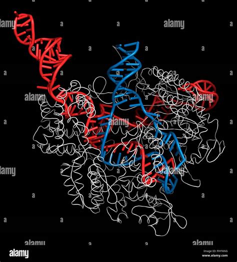 Crispr Cas9 Gene Editing Complex From Streptococcus Pyogenes The Cas9 Nuclease Protein White