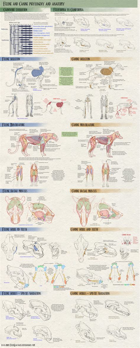 Felines Vs Canines Tutorial Phylogeny Anatomy By Felisglacialis On