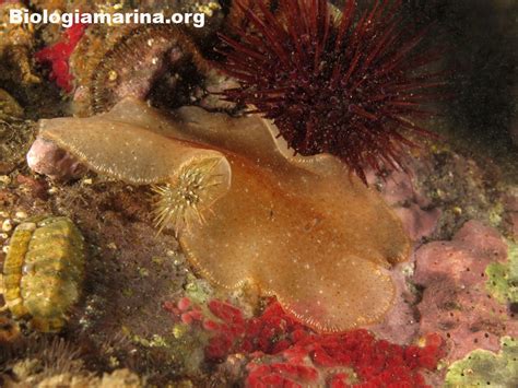 Planocera Cornuta Biologia Marina Del Mediterraneo
