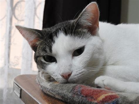 Cómo cuidar el pelo del gato Noti Gatos