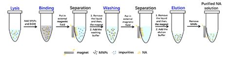 Magnetic Particles For Pathogenic Nucleic Acid Extraction Cd Bioparticles