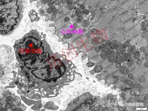 第二十九期：透射电镜下的心脏巨噬细胞 知乎