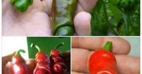 Pepper Imgur