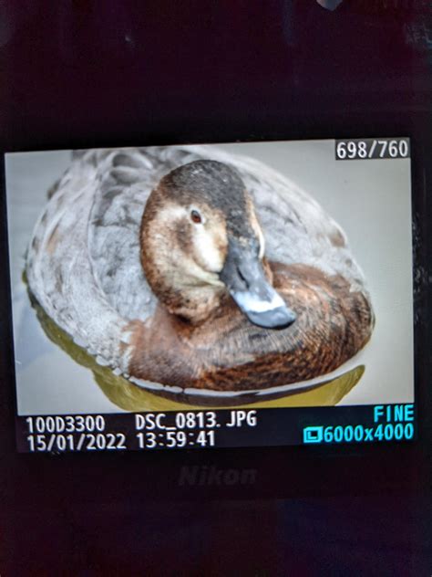 Id Help Please Saw These Birds At The Jcb Lakes At Rocester Uk Today