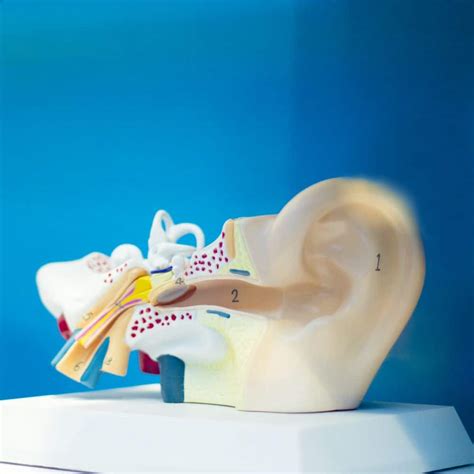 Vestibular Physiotherapy Bppv Physio Brisbane
