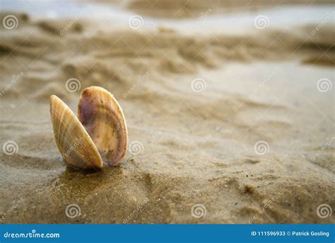 Scallop Shell Nestling In The Sand Stock Image Image Of Sands Beach