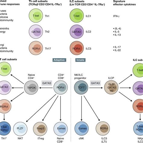 Models For The Development Of Effector Cytokine Producing Tfh Cells
