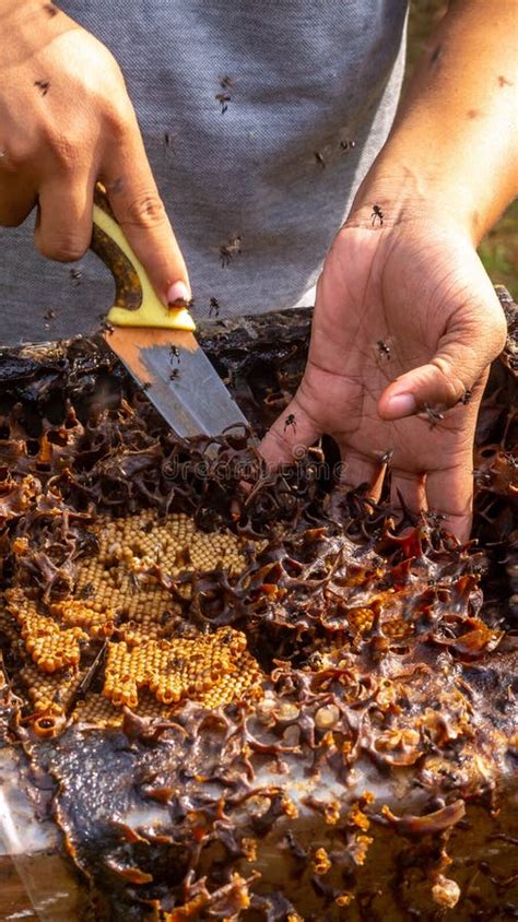 The Process Of Separating The Colony Of Stingless Bee Trigona Sp Stock