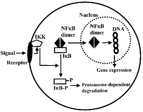 Nf B Dependent Signaling Cascade Abreviations Ikk Ib Kinase Ib