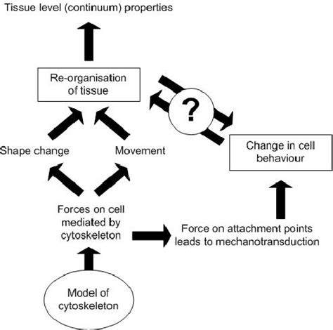 Hierarchies Of Models Download Scientific Diagram