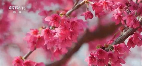 云南宜良：千亩樱花盛放 花海绚丽如画我苏网