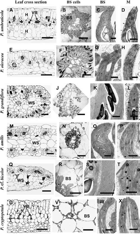 Light Microscopy Of Leaf Cross Sections Electron Microscopy Of Bundle