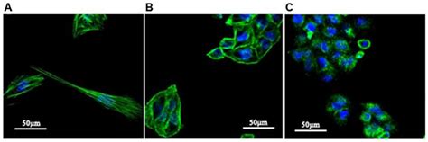 Analysis Of Cytoskeleton And Cell Migration Cells Were Stained With