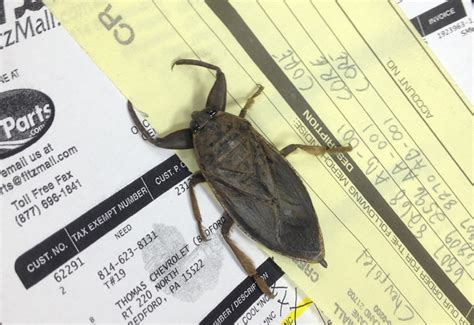 Giant Water Bug Vs Scorpion Unveiling The Ultimate Insect Battle