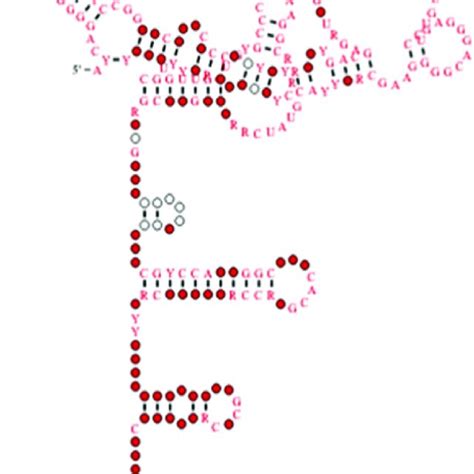 Biofilm Associated Non Coding Regulatory RNA In Gram Negative Bacteria Download Scientific